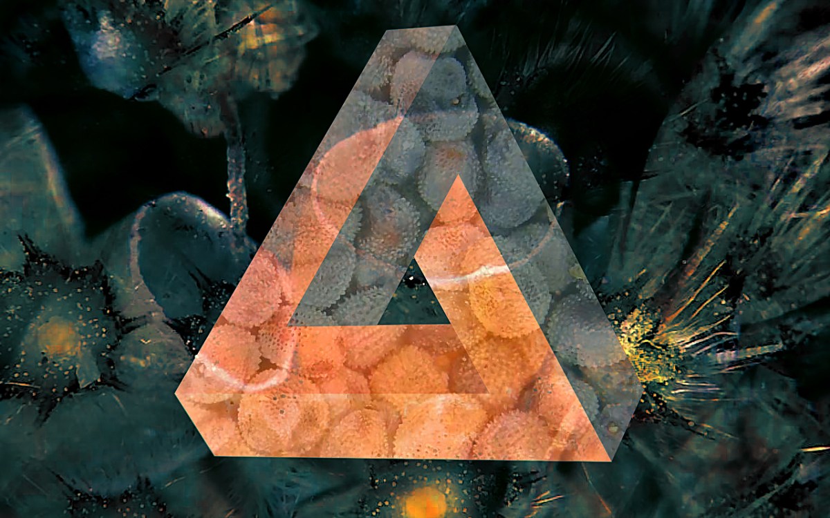 Strange Loop: Jamie Wardrop and Sita Pieraccini